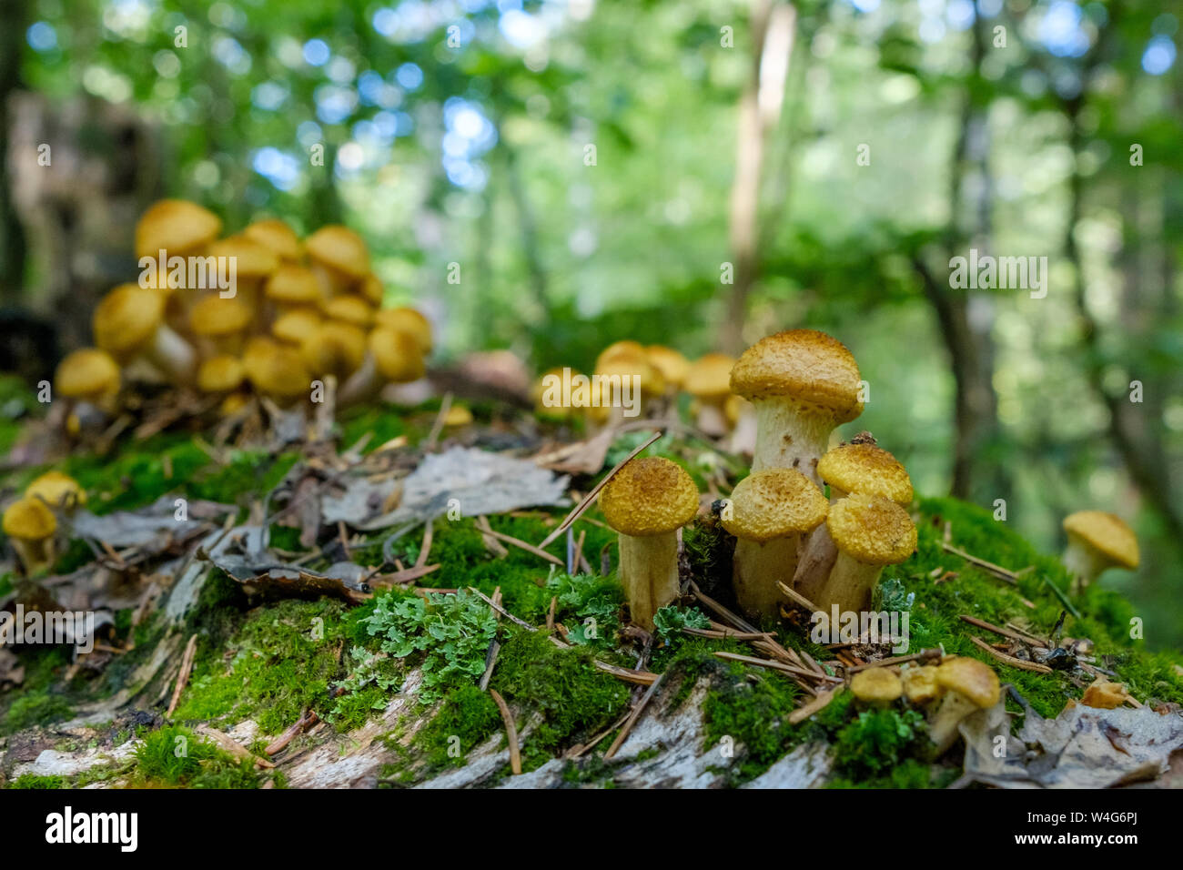 Honey Agaric mushrooms grow on tree in autumn forest. Group of wild ...
