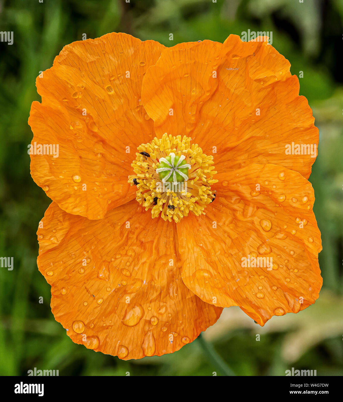 Orange poppy hi-res stock photography and images - Alamy