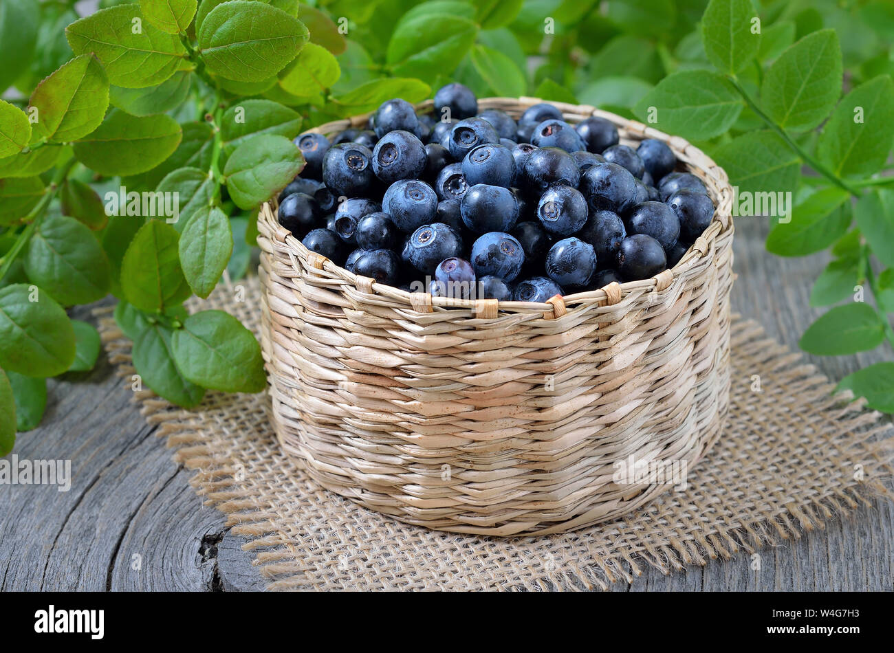 Bilberry fruit hi-res stock photography and images - Alamy