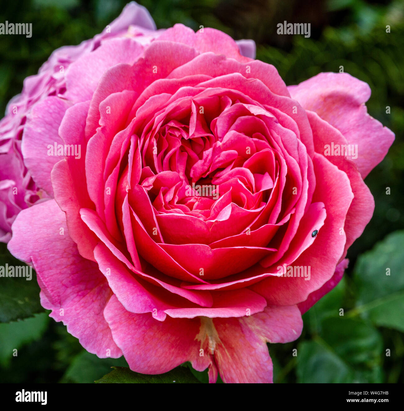 Rose perennial hi-res stock photography and images - Alamy