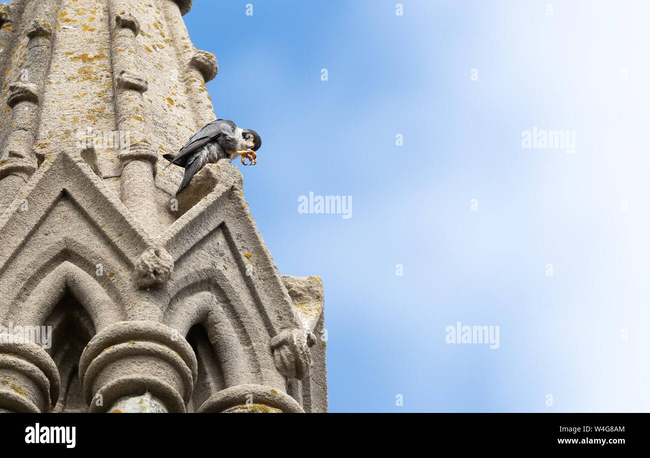Peregrine falcon on a church spire with clenched talons, staring at ...