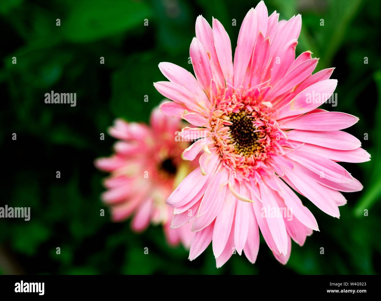 Yerbera hi-res stock photography and images - Alamy