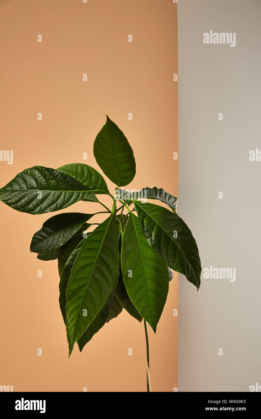 Matt leaves hi-res stock photography and images - Alamy