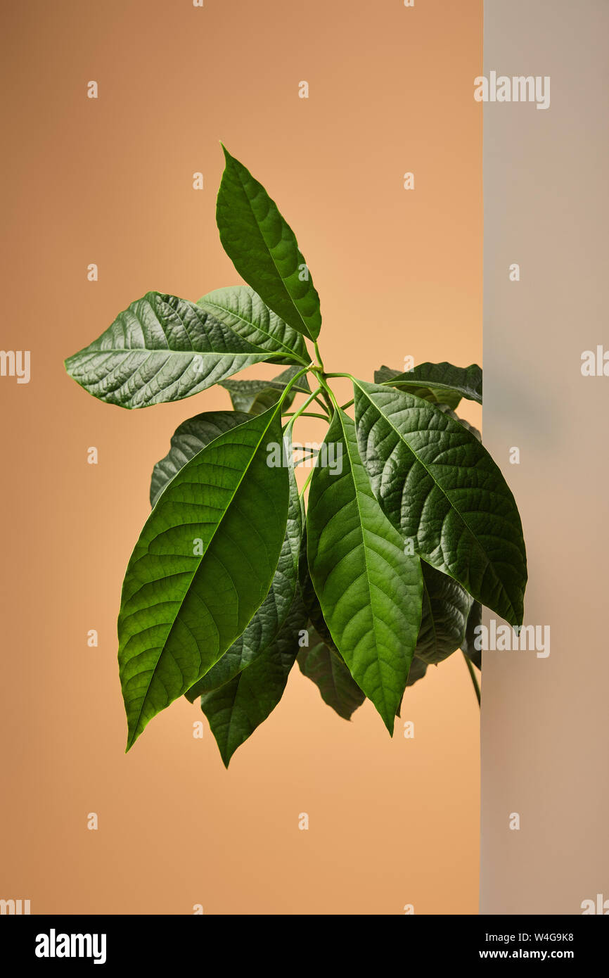 Avocado tree leaves hi-res stock photography and images - Alamy