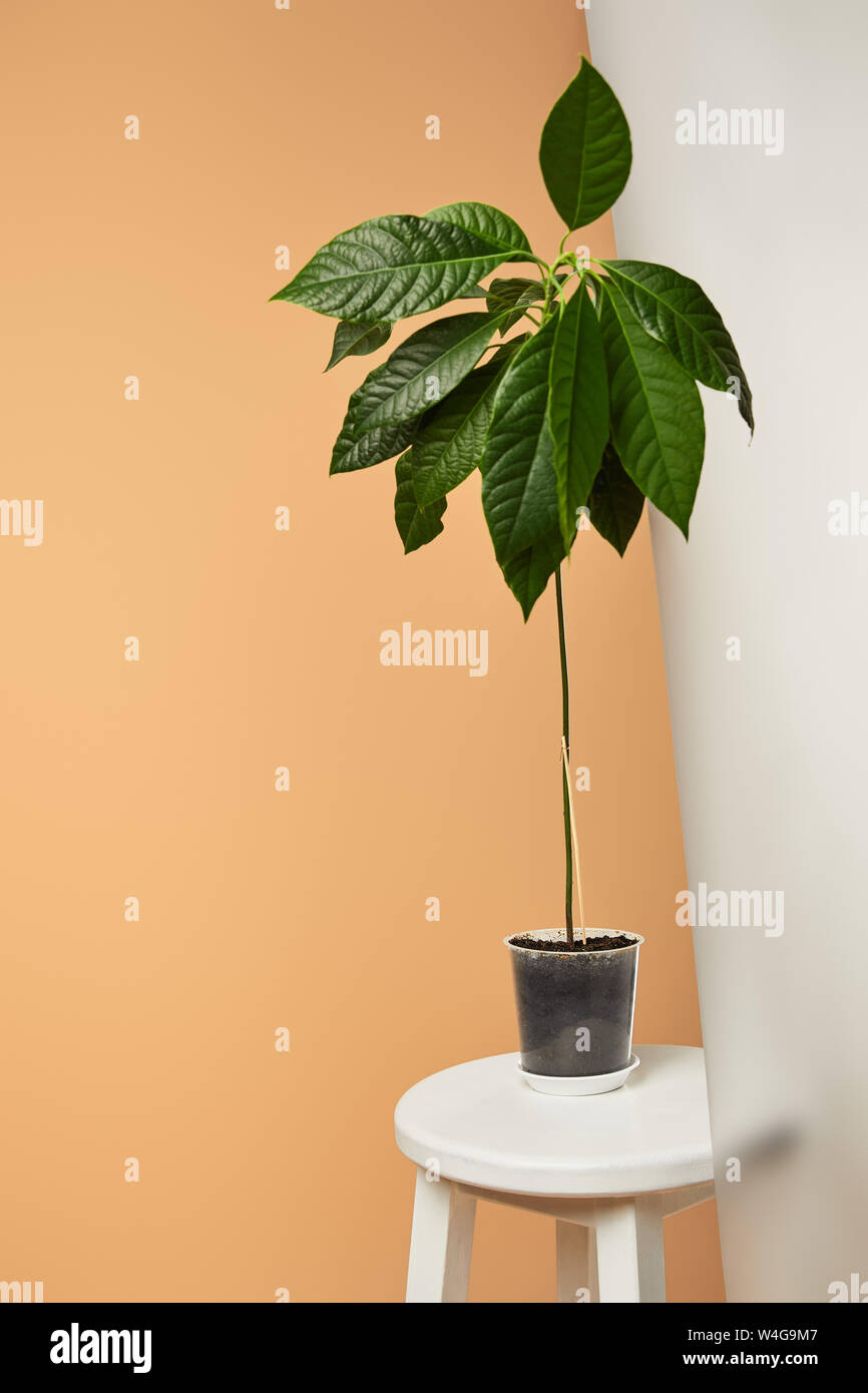 Big tree on transparent background hi-res stock photography and images ...