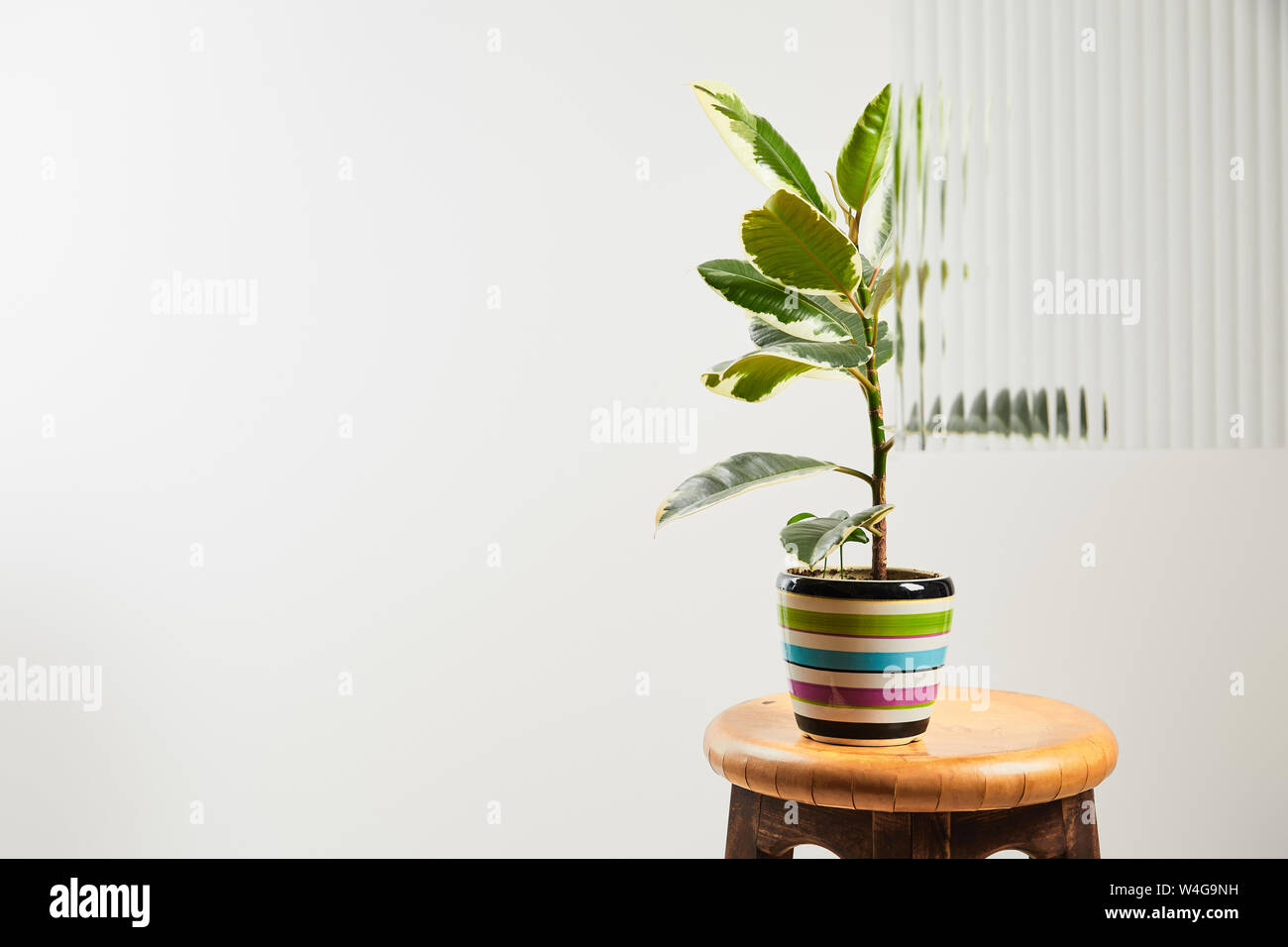 plant with green leaves in colorful flowerpot on wooden bar stool on ...