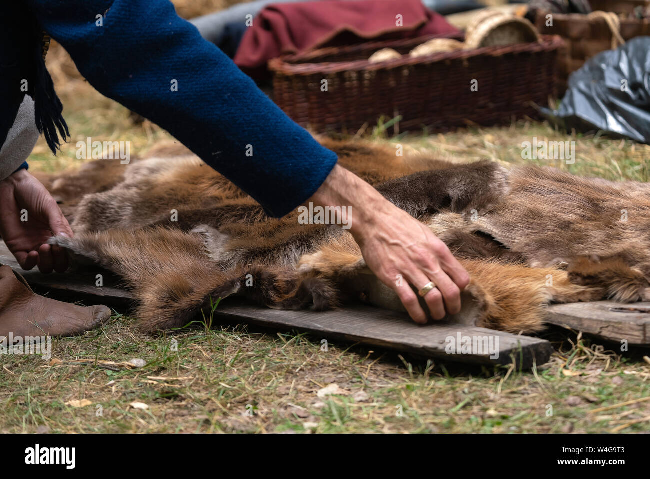 Man hands picking up wild animal fur of the ground. Animal coat skin ...