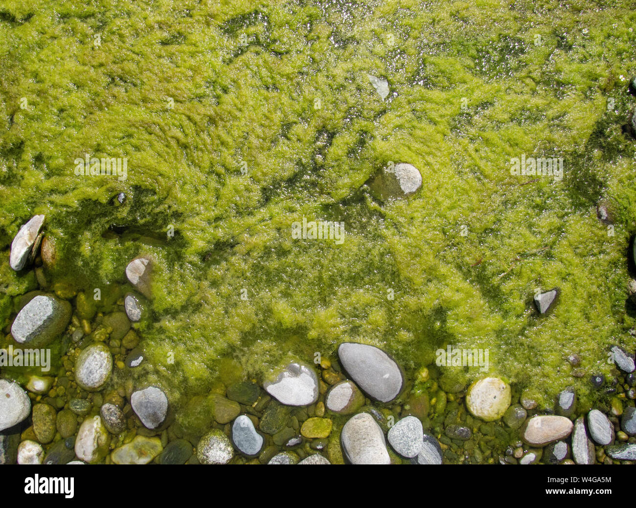 Algae layer hi-res stock photography and images - Alamy