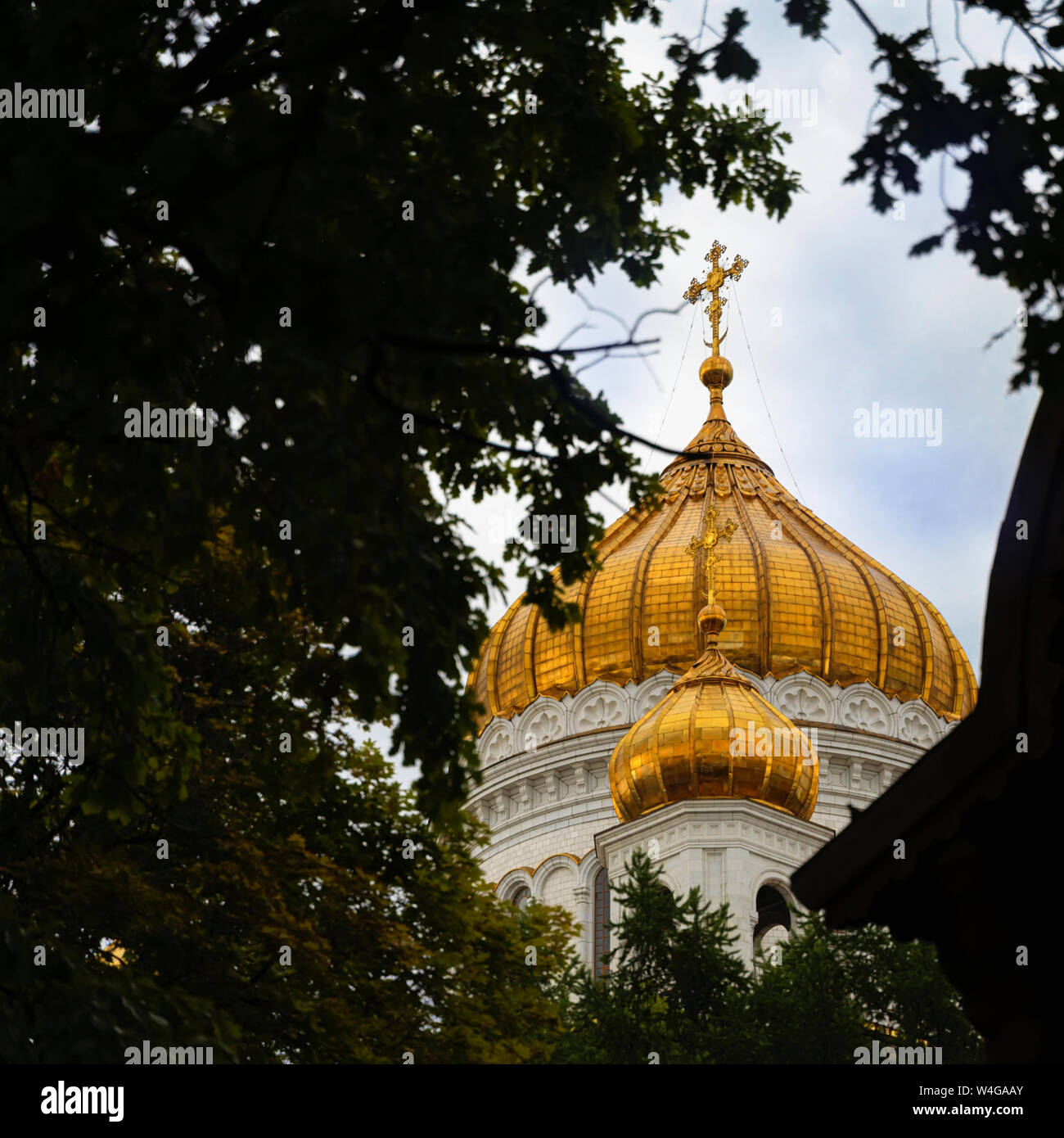 Gold crown trees hi-res stock photography and images - Alamy