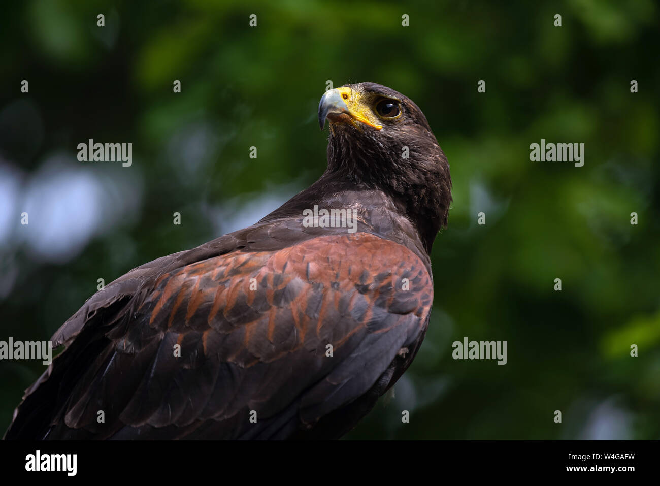 Peregrine brown falcon looking at prey. Close up of saker falcon ...