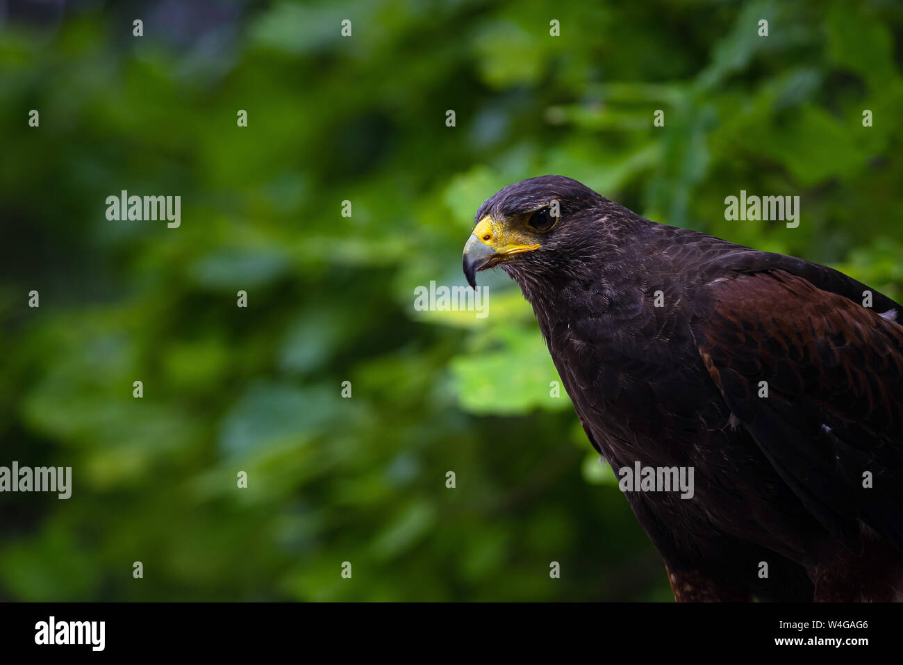 Peregrine brown falcon looking at prey. Close up of saker falcon ...