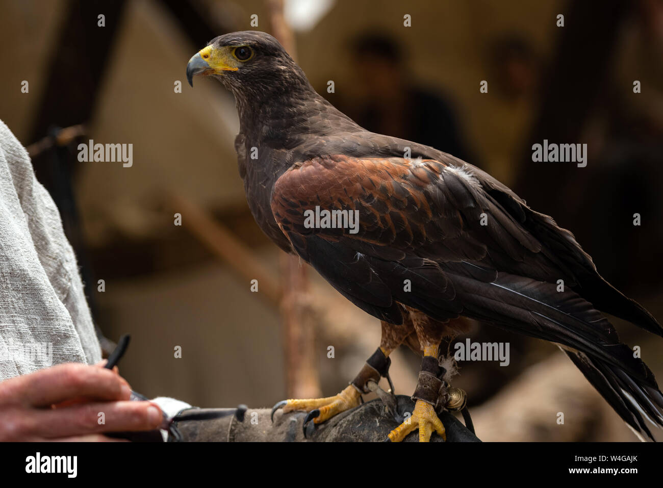 Peregrine brown falcon with claws sitting on leather protection on mans ...