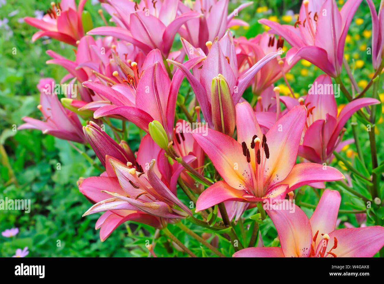 Lily lilium flower hi-res stock photography and images - Alamy