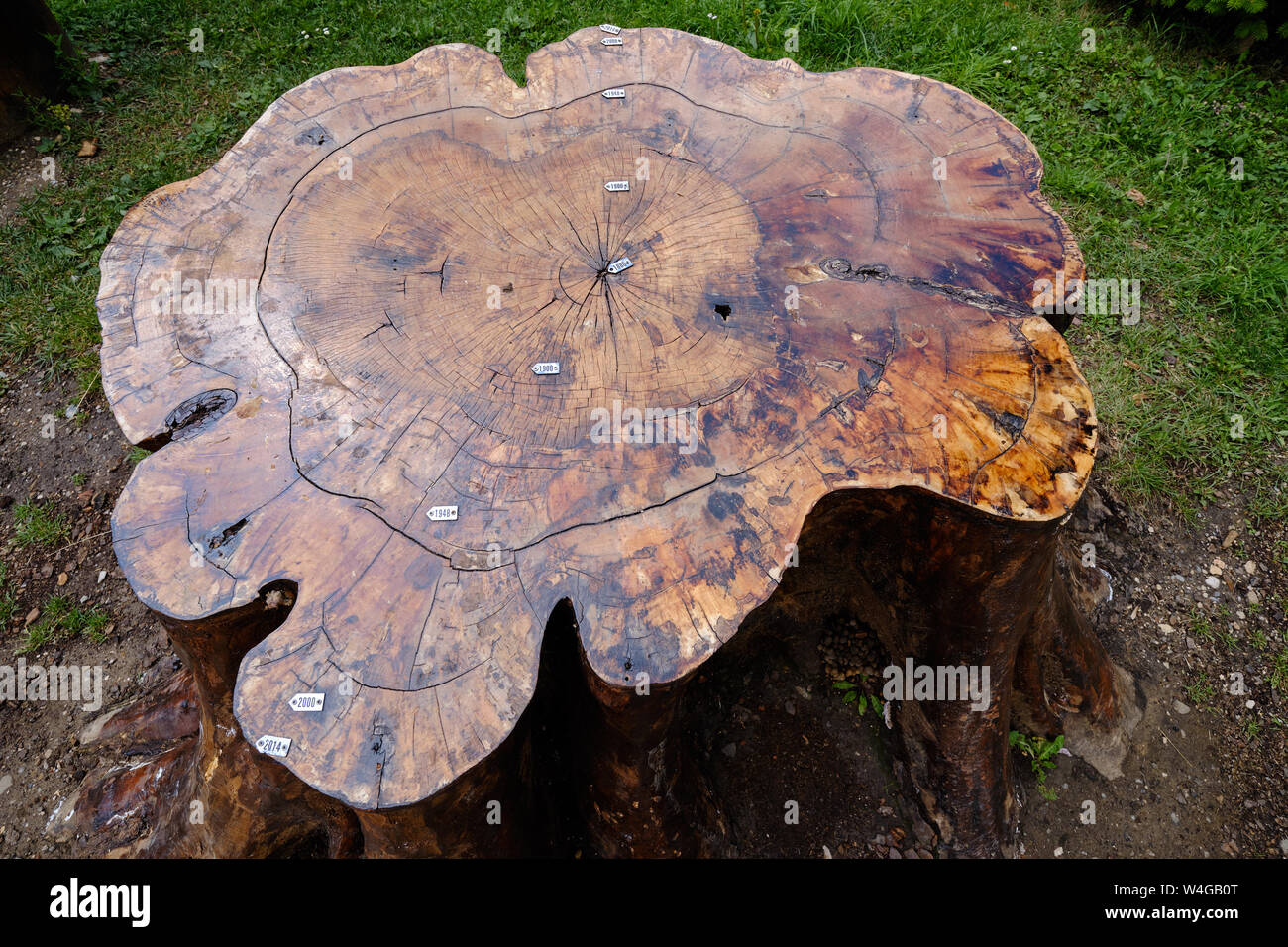 Cross section of large tree display hi-res stock photography and images ...