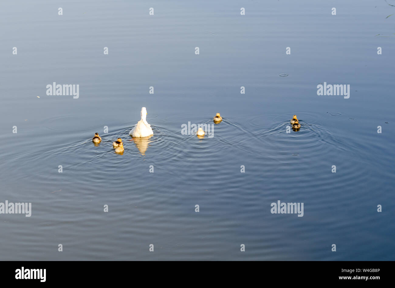 A cute family of ducks are swimming on the pond. Shallow DOF Stock ...