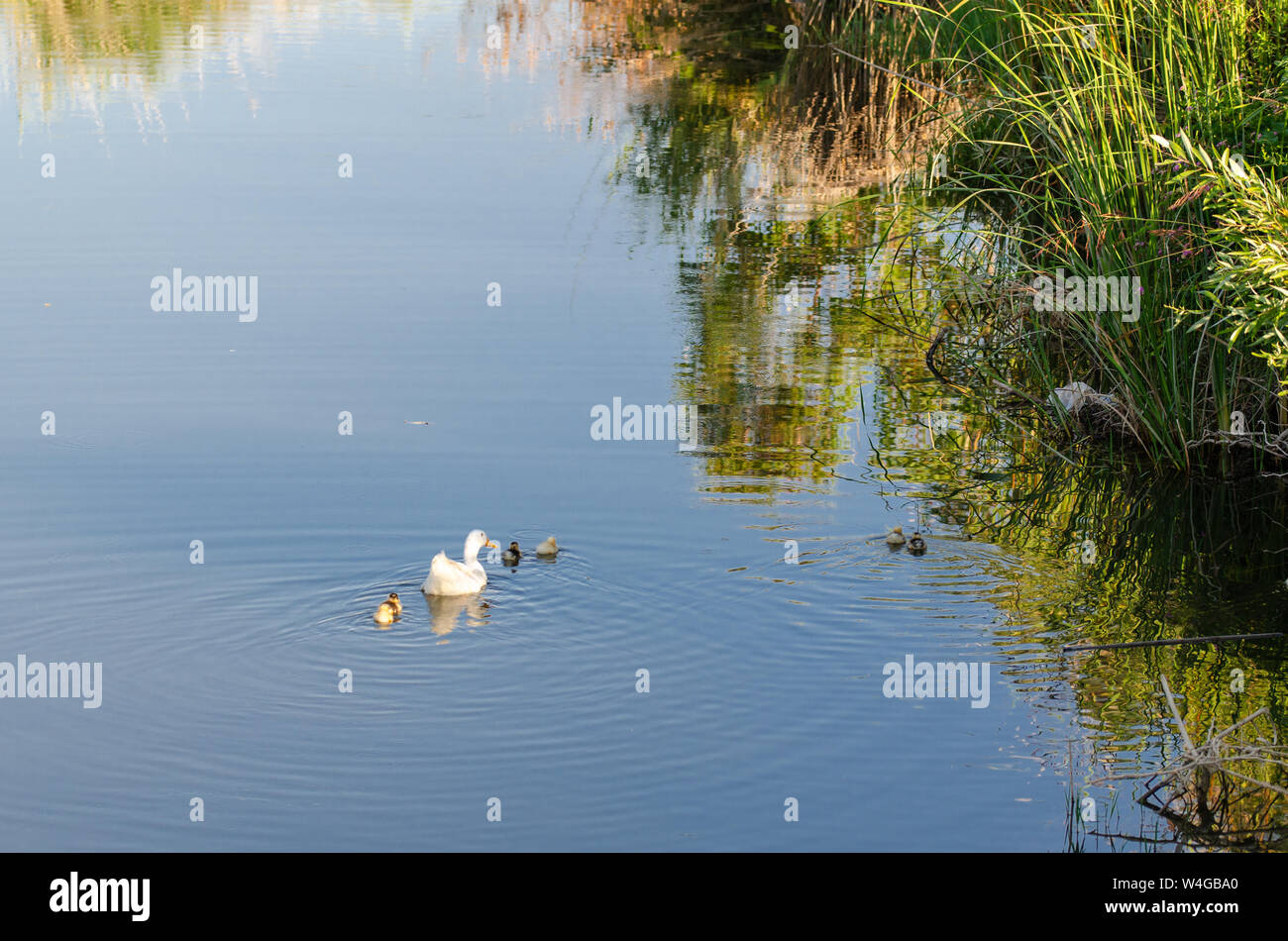 A cute family of ducks are swimming on the pond. Shallow DOF Stock ...