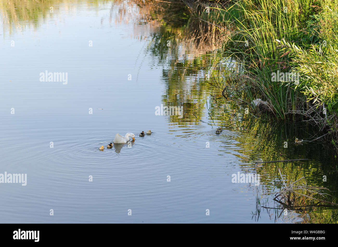 Ducks on shallow river hi-res stock photography and images - Alamy