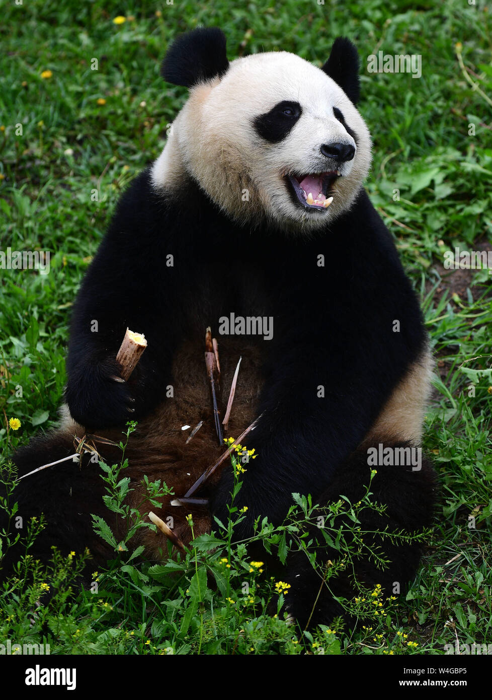 Changchun, China's Jilin Province. 23rd July, 2019. Giant panda Mu Yun ...