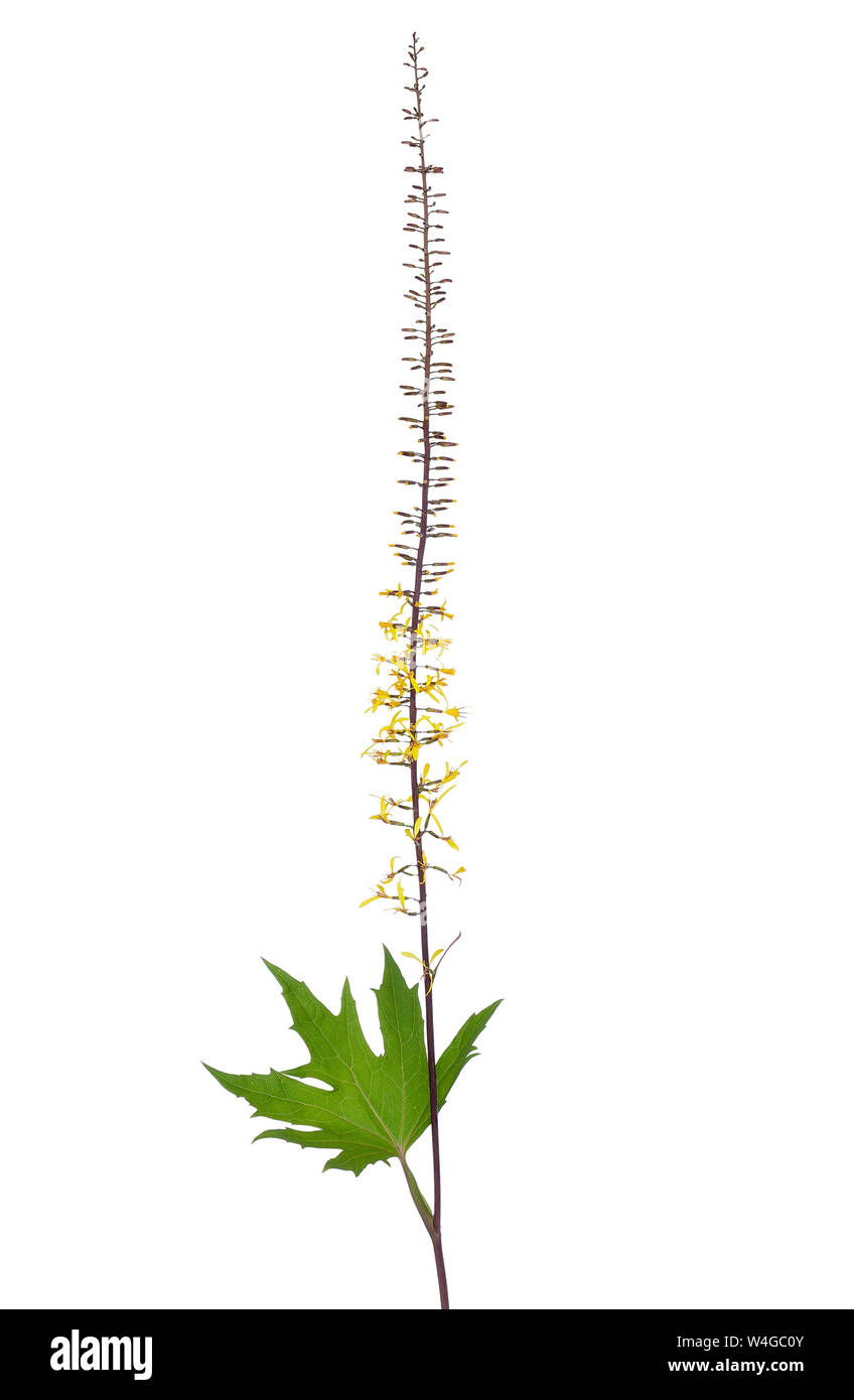 Leopard plant hi-res stock photography and images - Alamy
