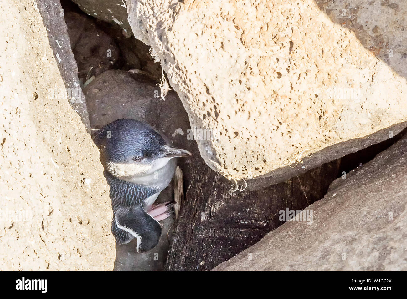 Little blue penguin hiding in hi-res stock photography and images - Alamy
