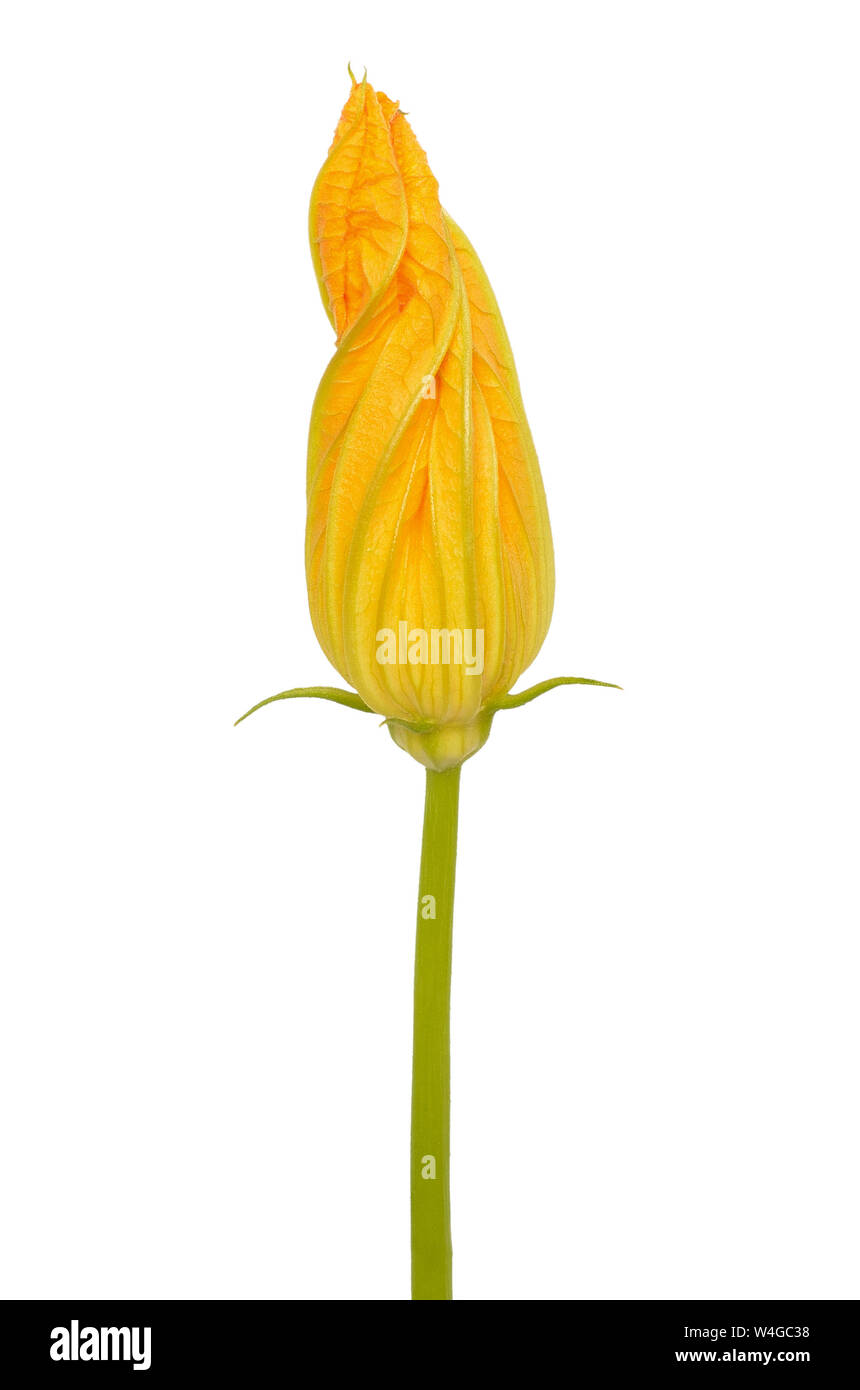 Flower zucchini isolated on white background Stock Photo - Alamy