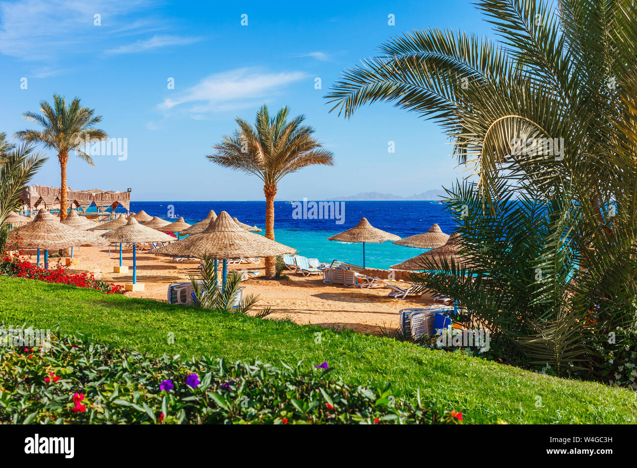 Sunny resort beach with palm tree at the coast shore of Red Sea in ...