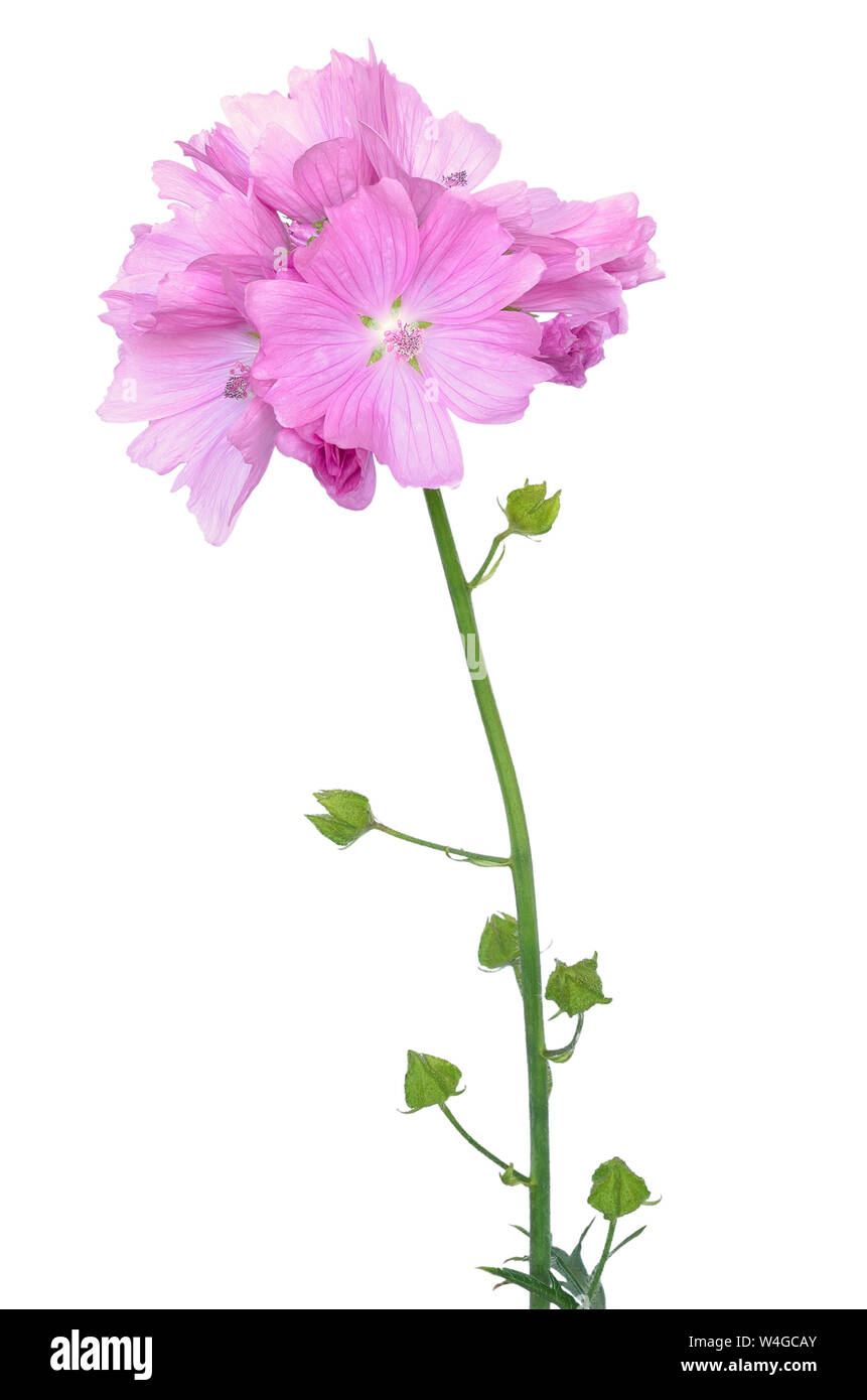Malva flower isolated on white background Stock Photo - Alamy