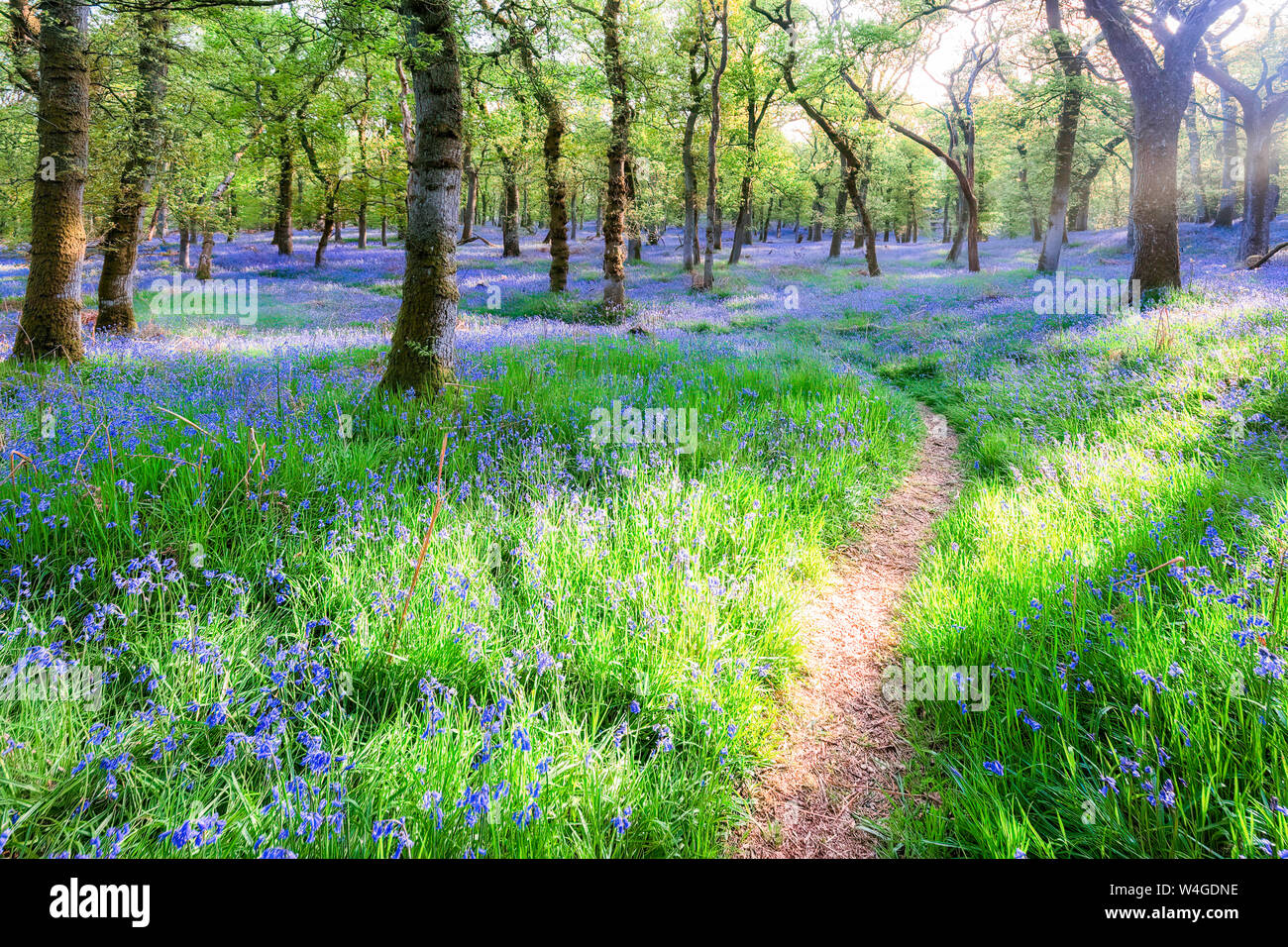 Forest_track hi-res stock photography and images - Alamy