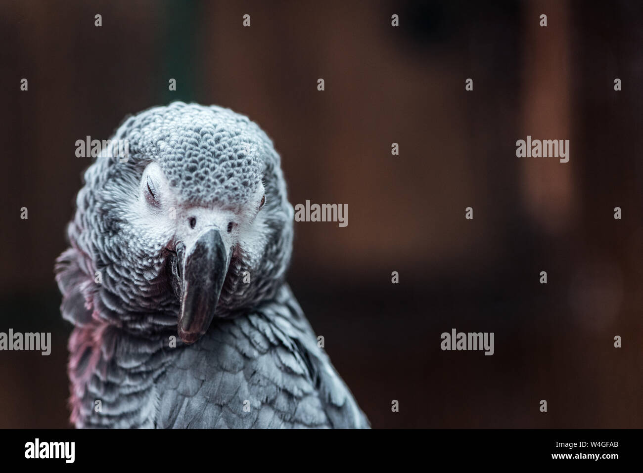 close up view of vivid grey fluffy parrot with closed eyes Stock Photo ...