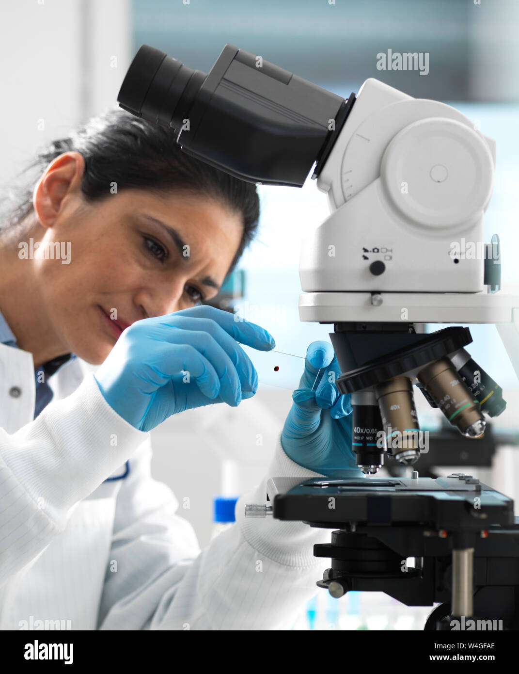 Lab technician examing a glass slide containing a blood sample ready to ...