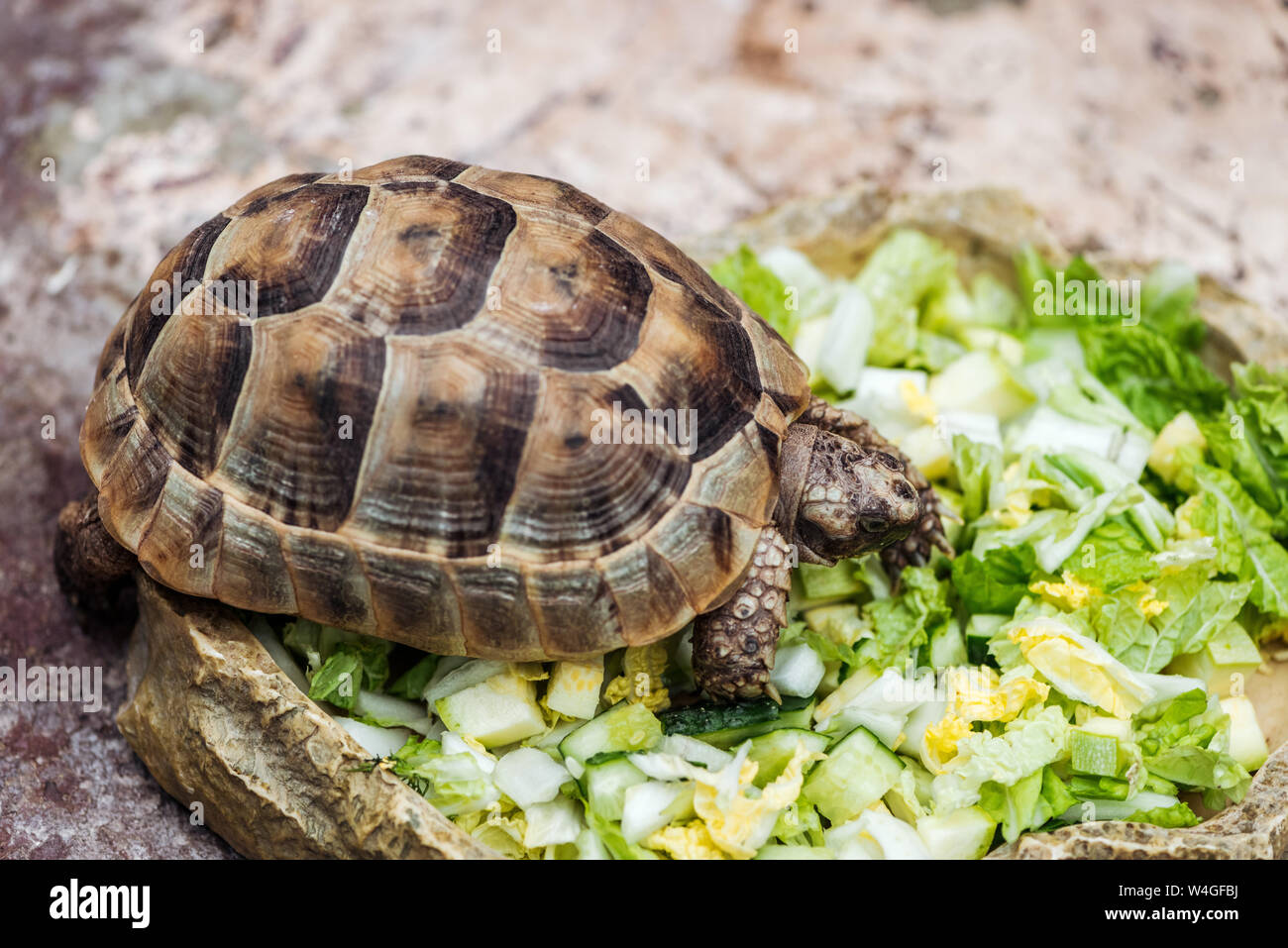 cute turtle eating fresh chopped green lettuce from stone bowl Stock ...