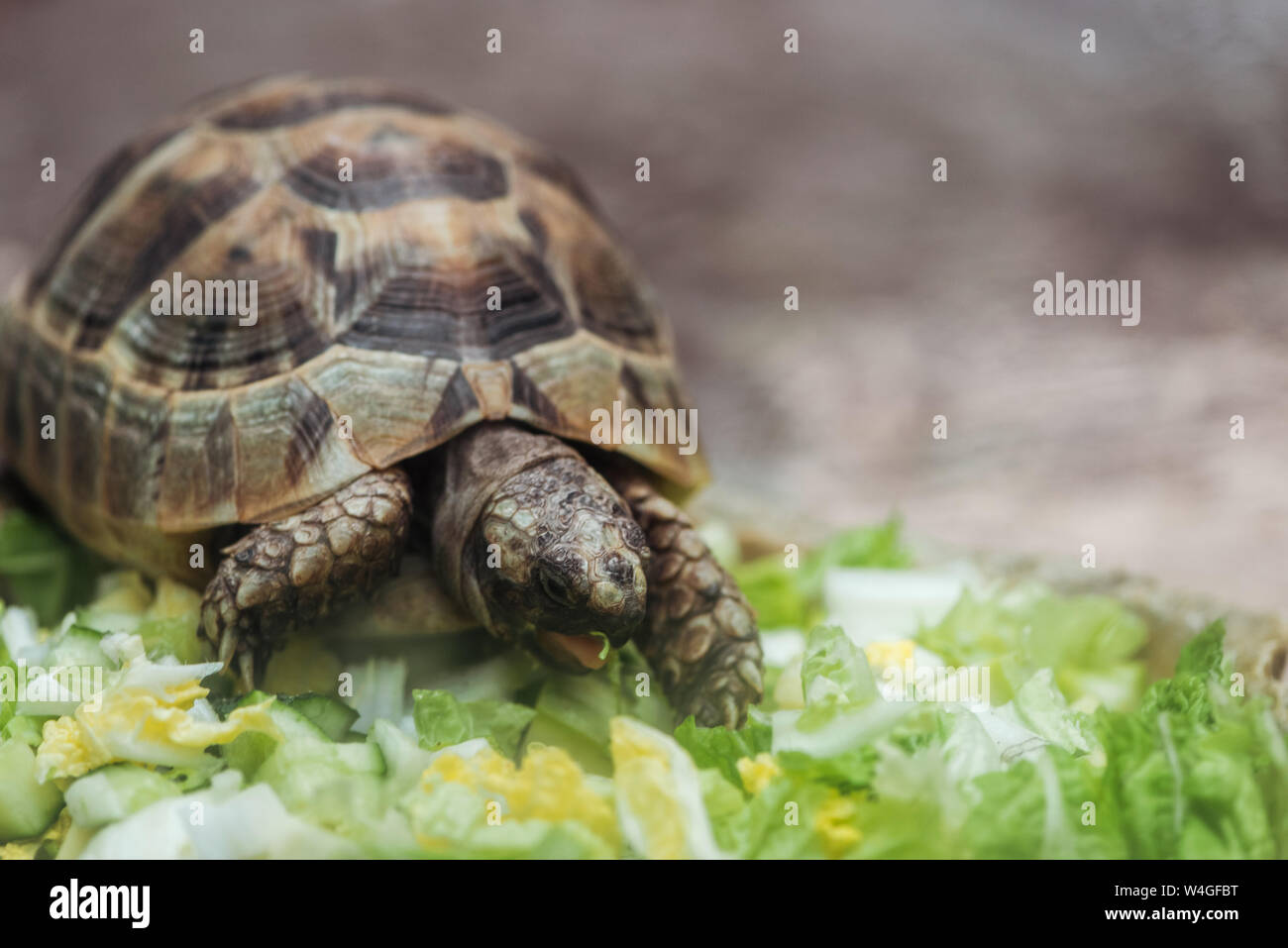 close up view of cute turtle eating fresh sliced vegetables Stock Photo ...