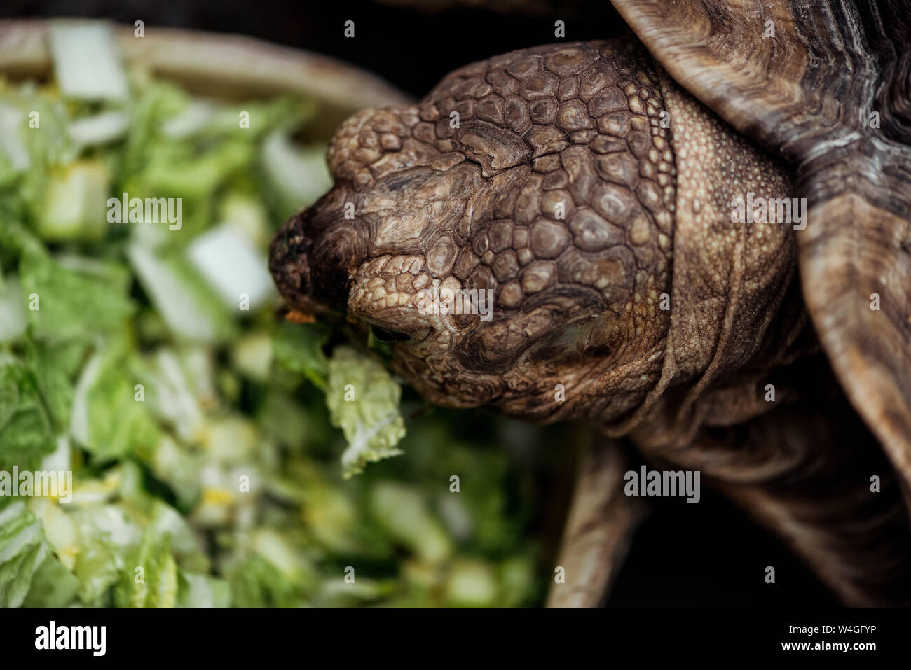 top view of turtle eating fresh chopped lettuce Stock Photo - Alamy