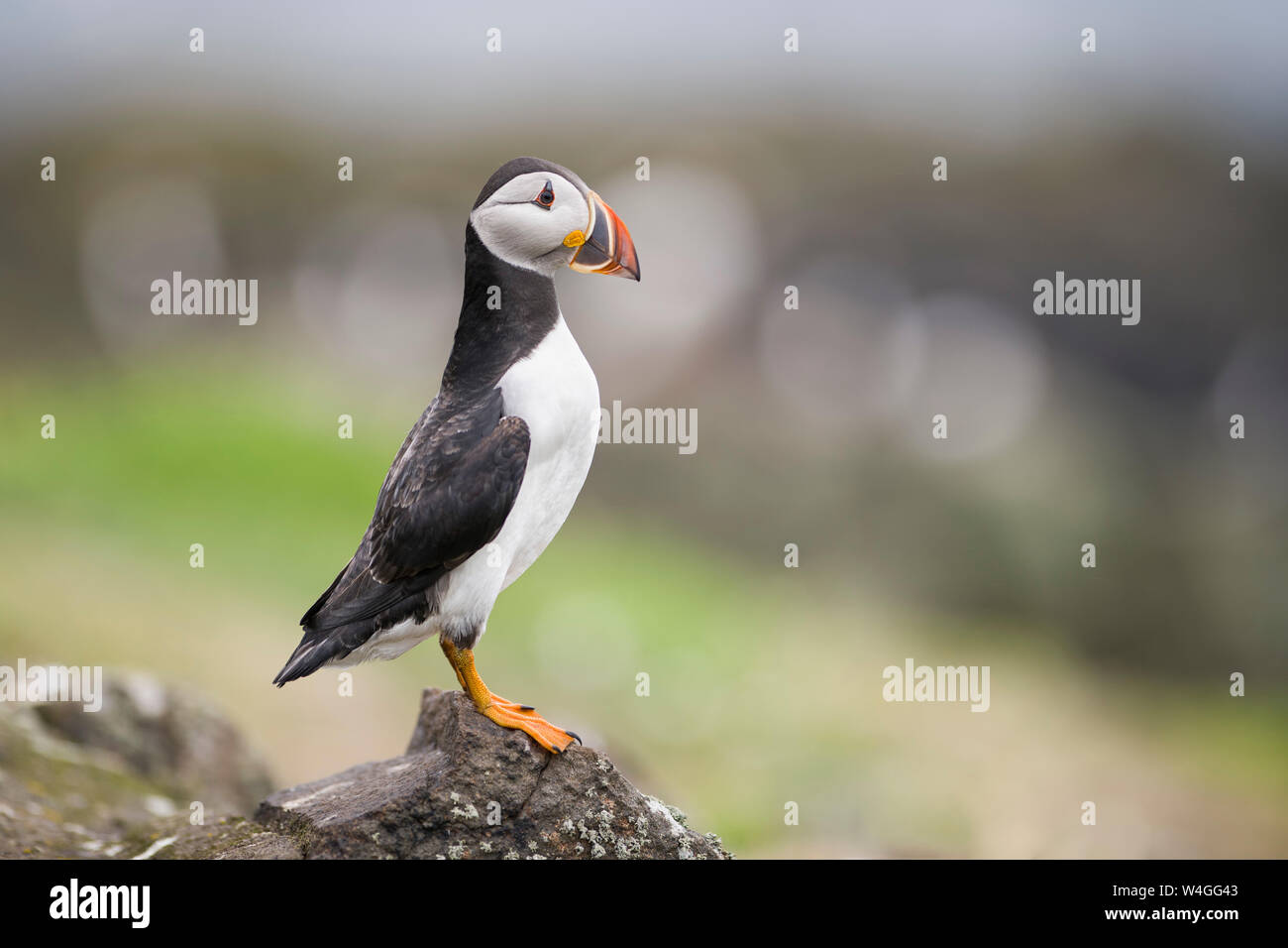 Side view of puffin hi-res stock photography and images - Alamy
