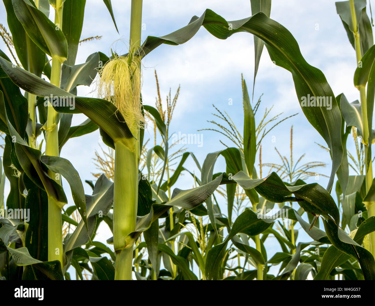 Baby corn in Corn farm at the countryside Stock Photo - Alamy