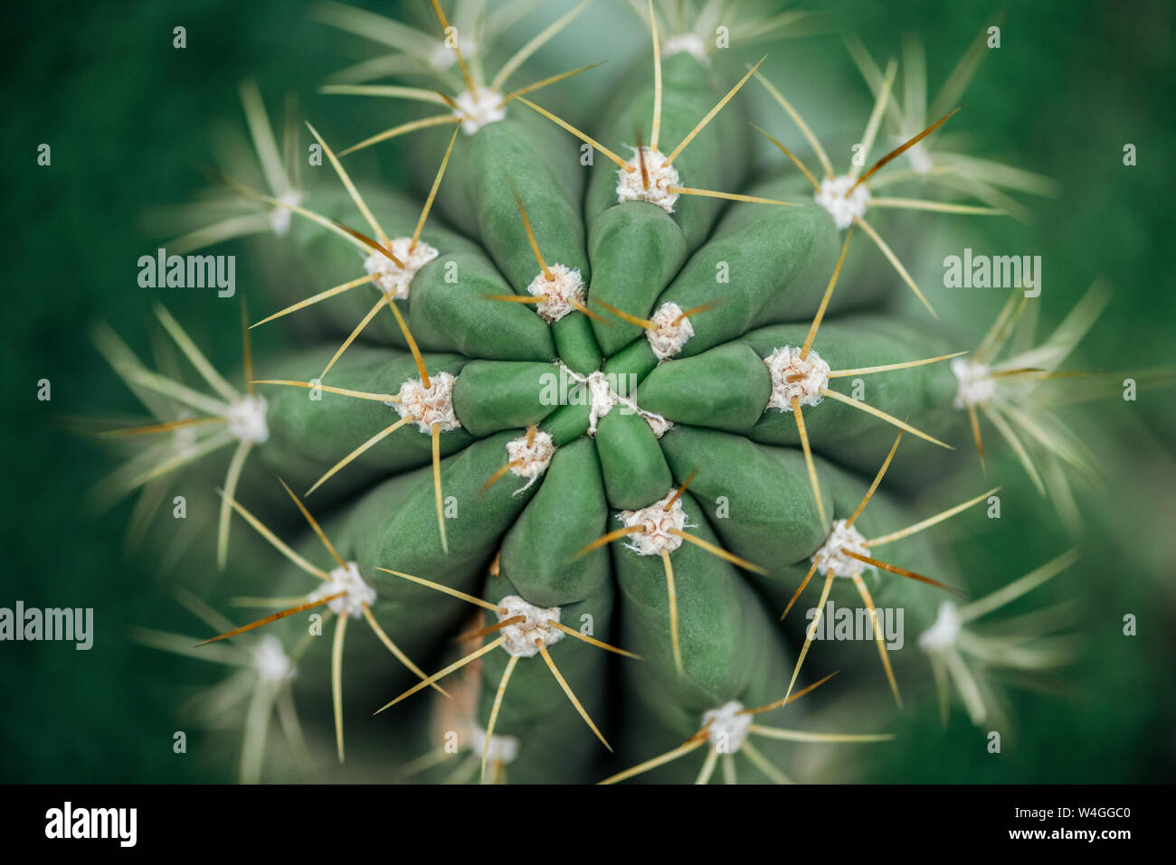 Sharp needles hi-res stock photography and images - Alamy