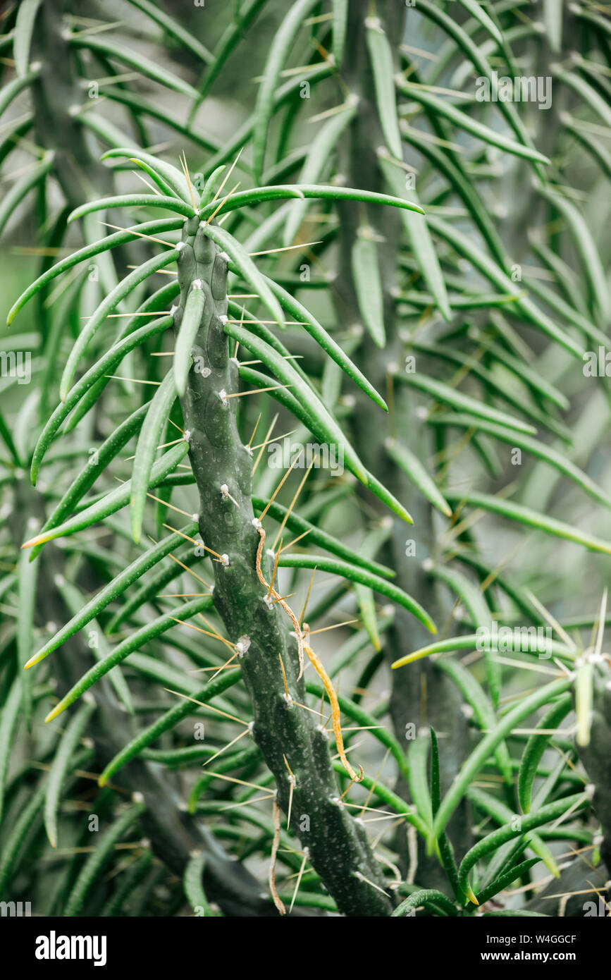 close up view of sharp green exotic cacti leaves Stock Photo - Alamy