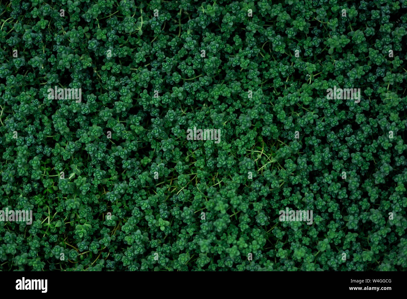 top view of green plants with small leaves Stock Photo - Alamy