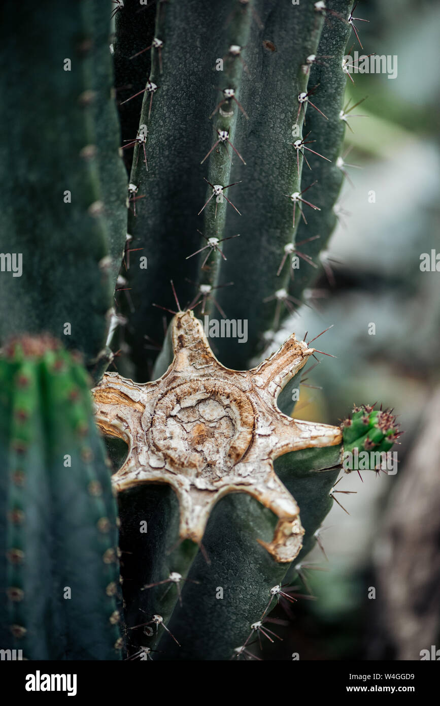 Cut cactus hi-res stock photography and images - Alamy