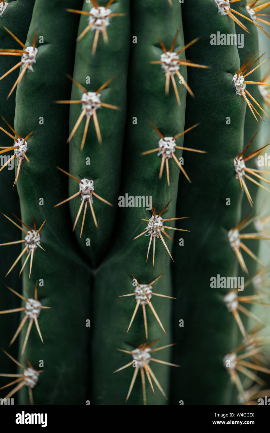 close up view of green cactus with sharp needles Stock Photo - Alamy