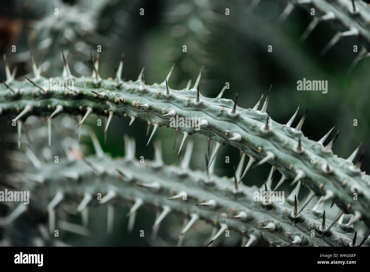 Cacti leaves hi-res stock photography and images - Alamy