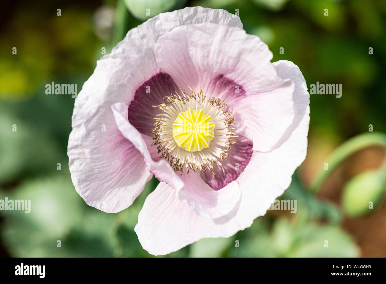 The flower of a Poppy 'Album' Stock Photo - Alamy