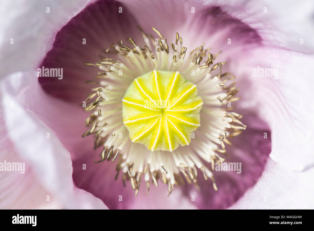 Papaver somniferum album hi-res stock photography and images - Alamy