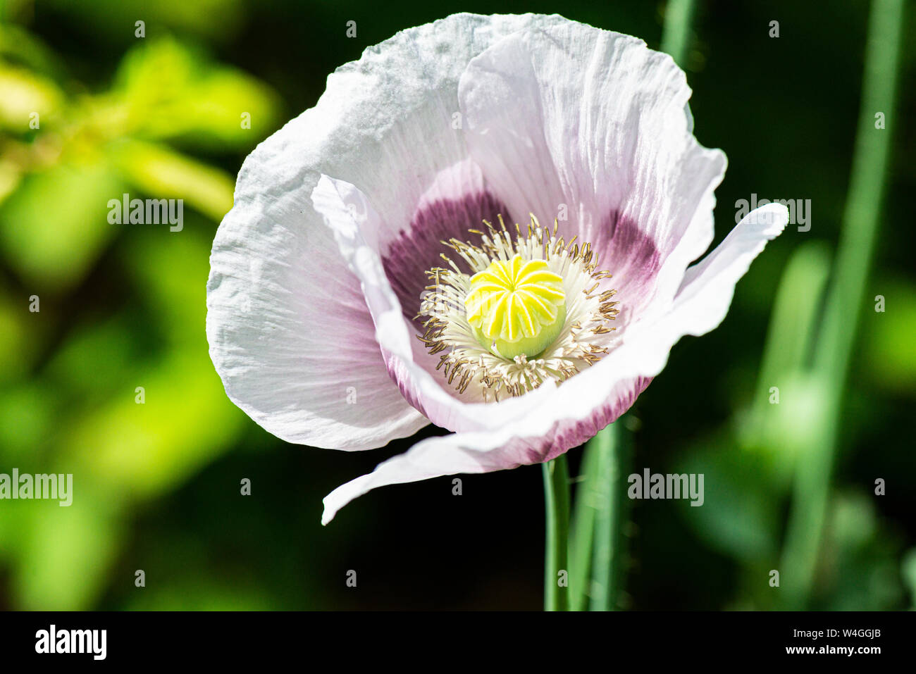 The flower of a Poppy 'Album' Stock Photo - Alamy