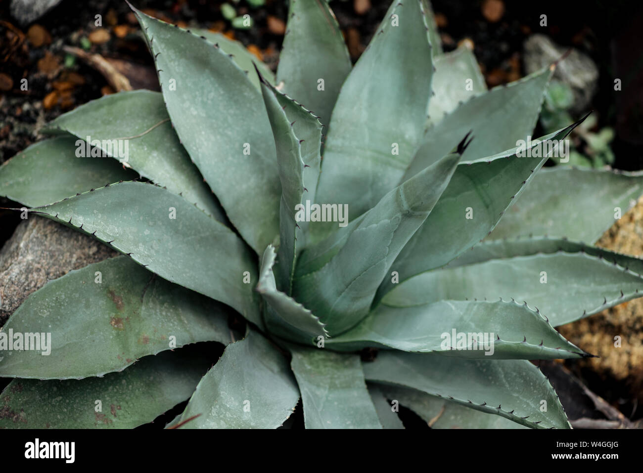 green prickly leaves of tropical succulent in garden Stock Photo - Alamy