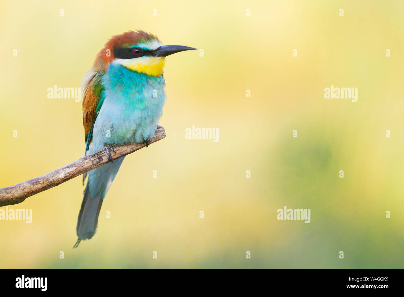 beautiful bird bee-eater sits on a branch Stock Photo - Alamy