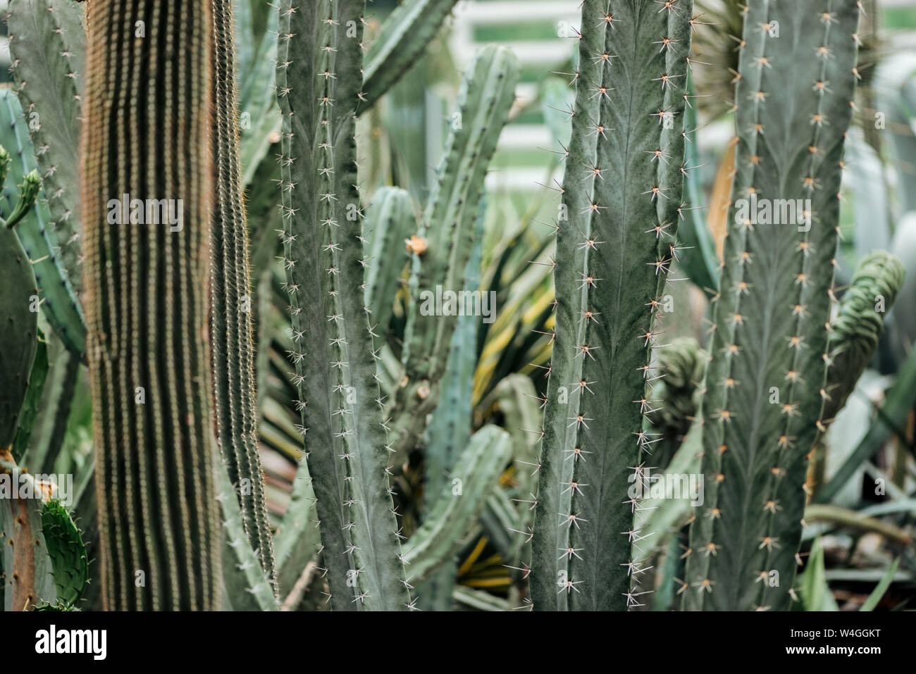 Cacti in the garden hi-res stock photography and images - Alamy