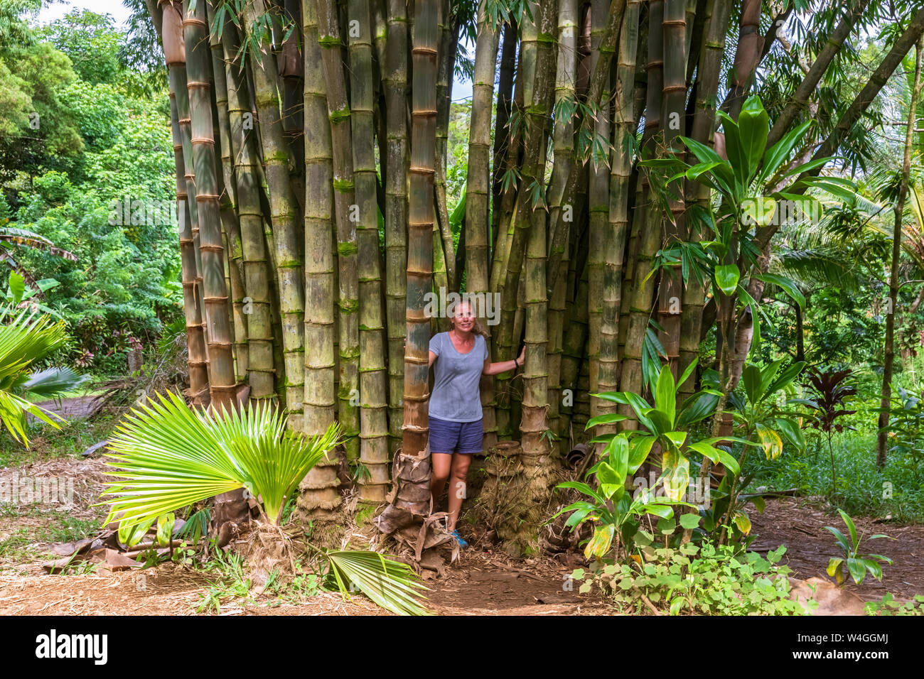Female tourist standing between Bamboo, Maui, Hawaii, USA Stock Photo ...