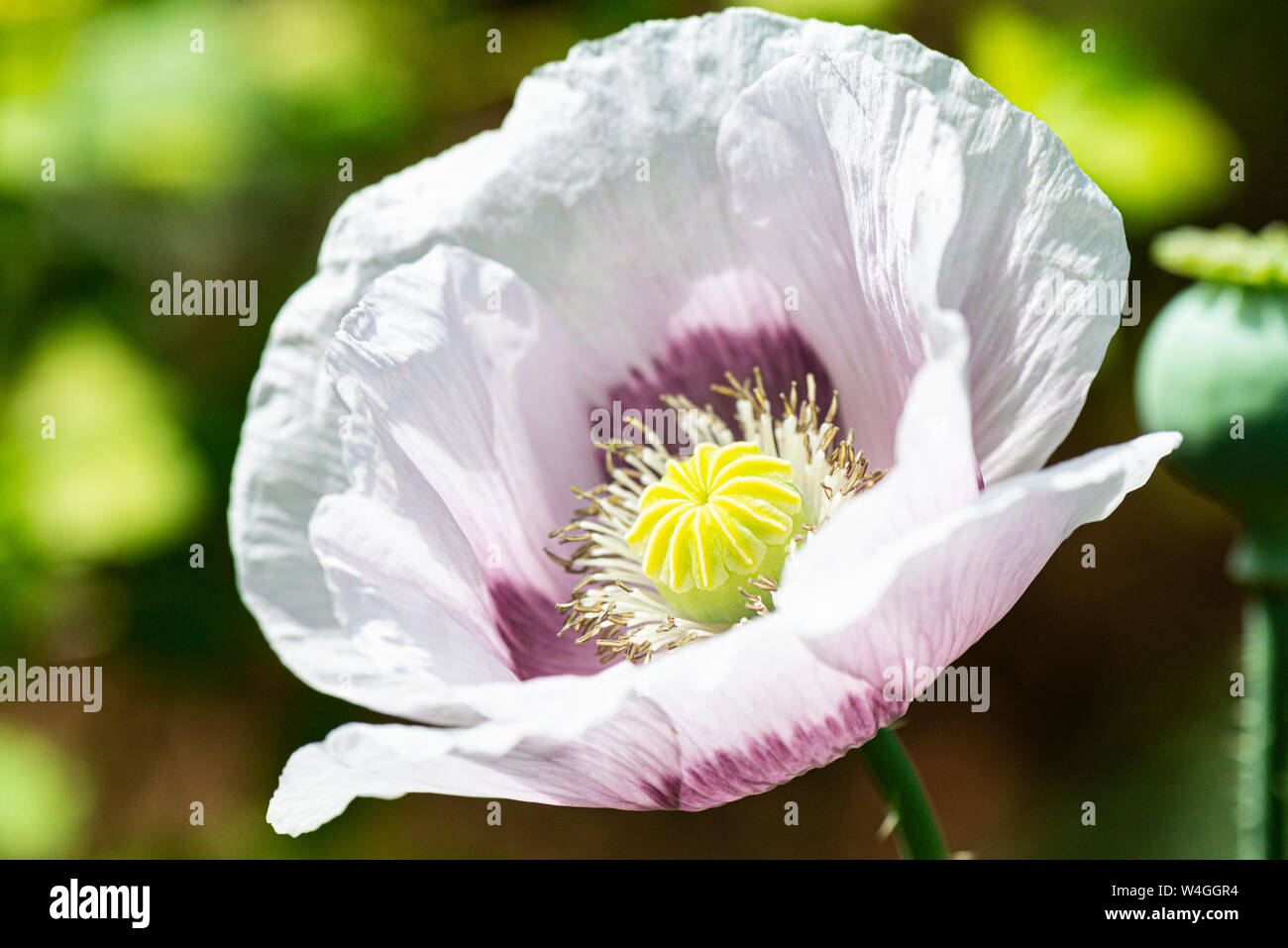 Papaver somniferum album hi-res stock photography and images - Alamy