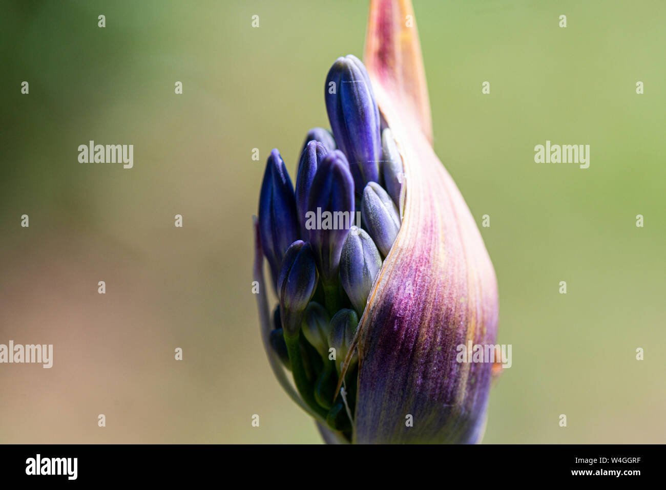 Emerging agapanthus buds Stock Photo - Alamy